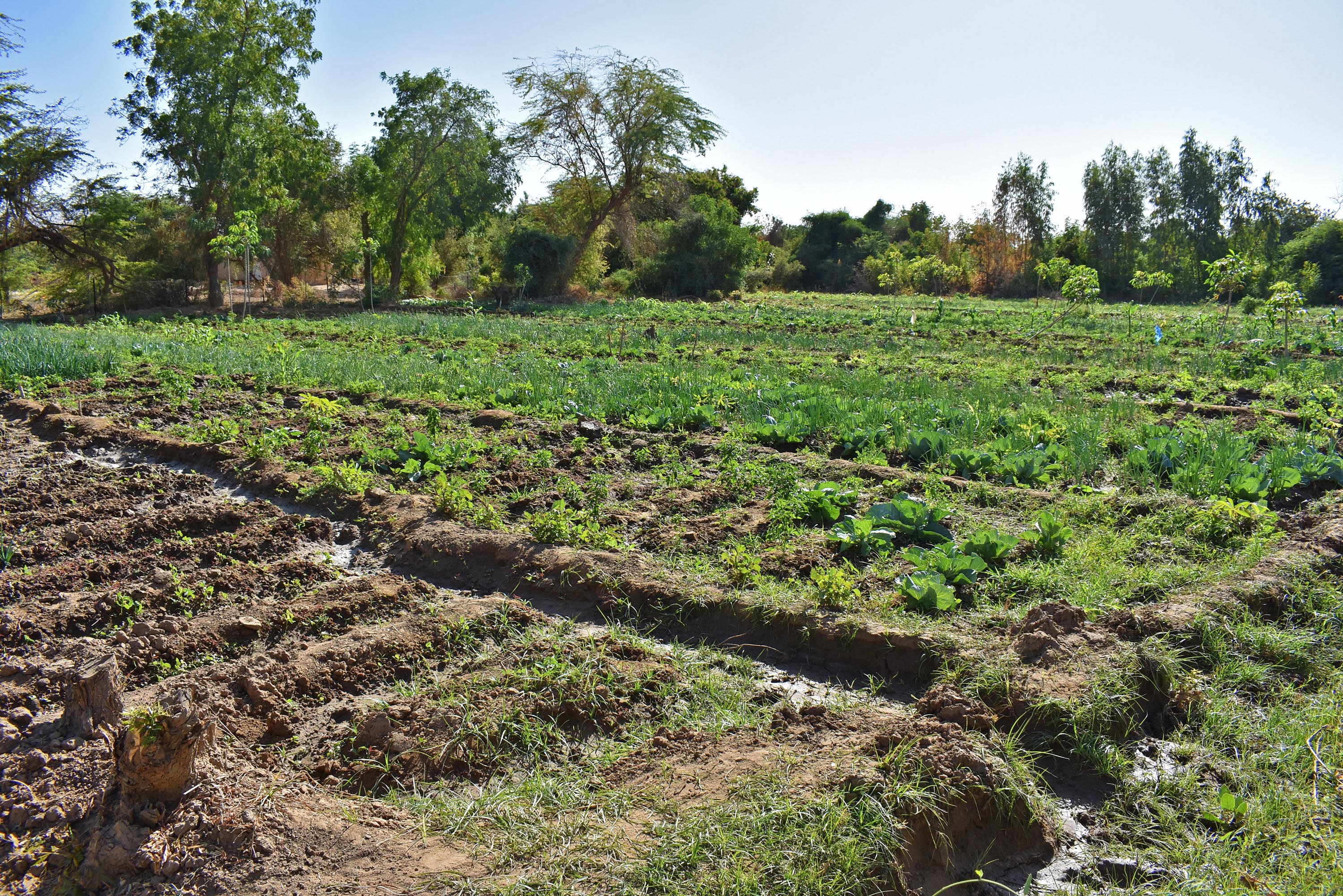 Senegalese villages fight desertification and poverty by becoming ...